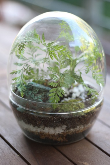 Medium Egg Terrarium